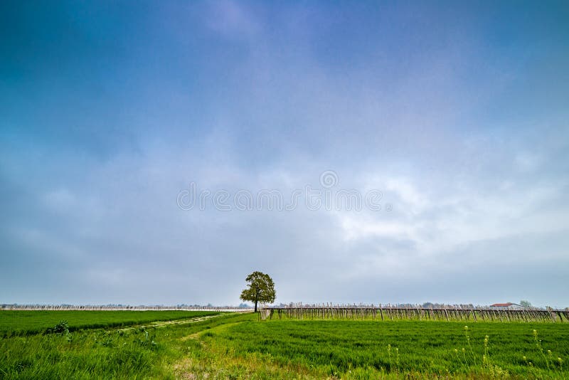 Isolated Tree in the Countryside Stock Image - Image of rural, field ...