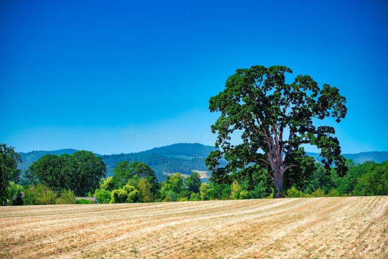 Isolated Tree at the End of a Field Stock Photo - Image of plant ...