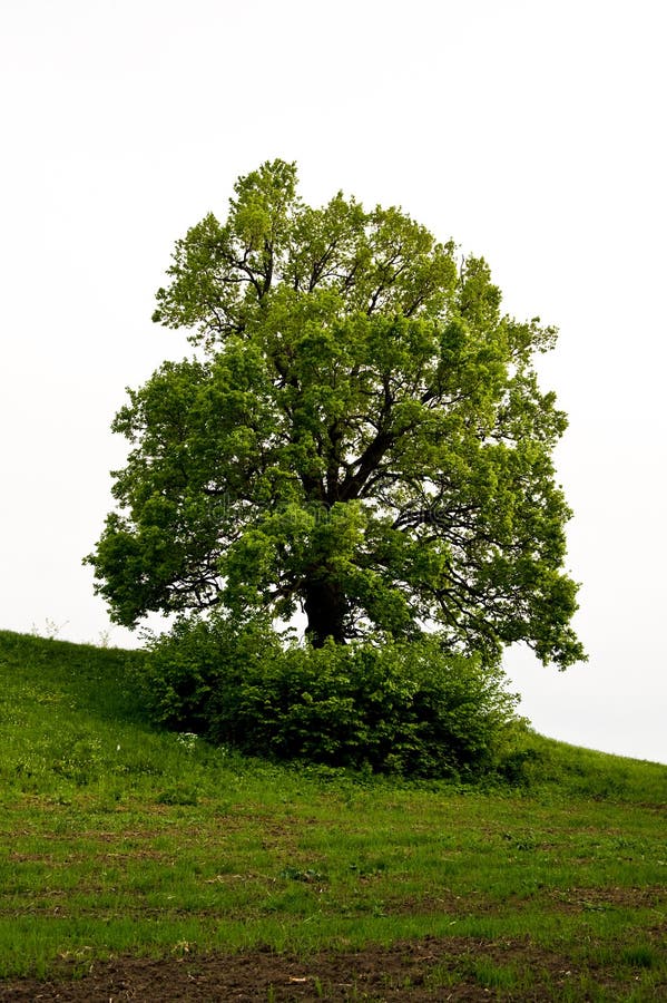 Isolated oak tree stock photo. Image of isolated, freshair - 15557418