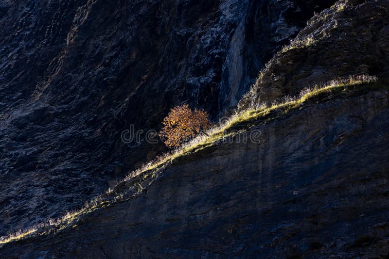 Isolated Tree in the French Alps Stock Image - Image of mountains ...