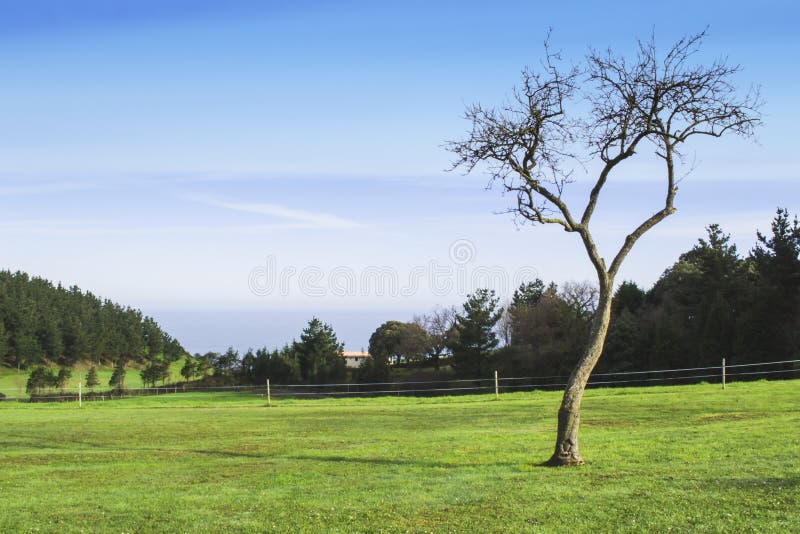 Isolated tree stock photo. Image of nature, ecosystem - 30995152
