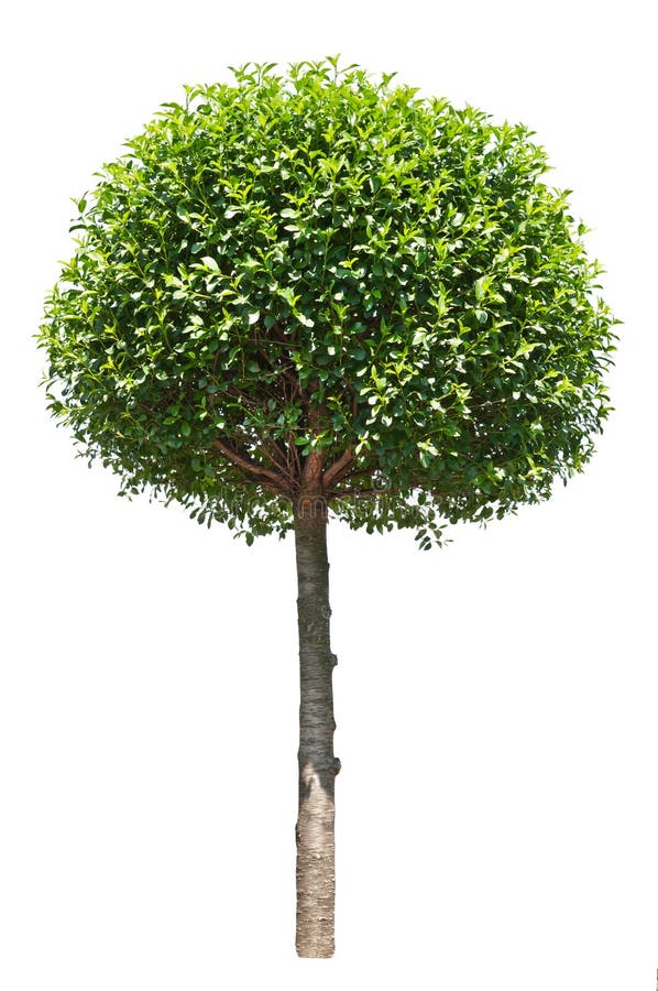 Round tree stock photo. Image of solitary, tree, round - 41445002