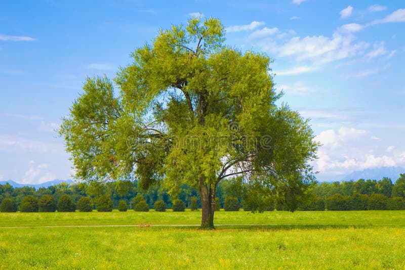 Isolated Tree in a Green Meadow of a Public Park with Trees on ...