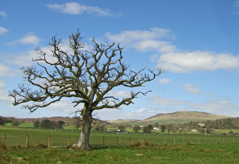 Isolated Tree and Hills stock image. Image of fluffy - 11177869