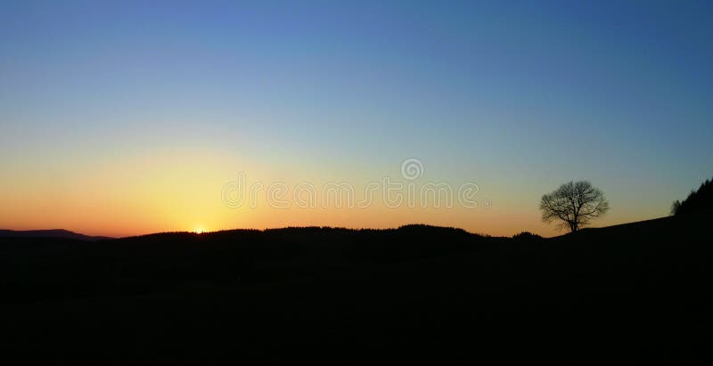 Isolated tree on horizon stock photo. Image of sunset - 79667116