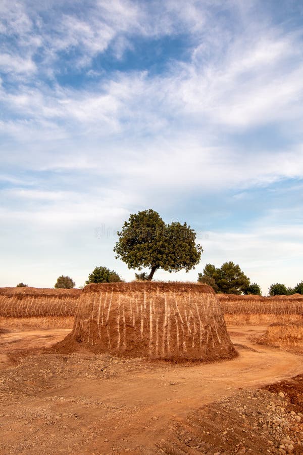 An Isolated Tree in the Middle of a Large Excavation on a Small Island ...