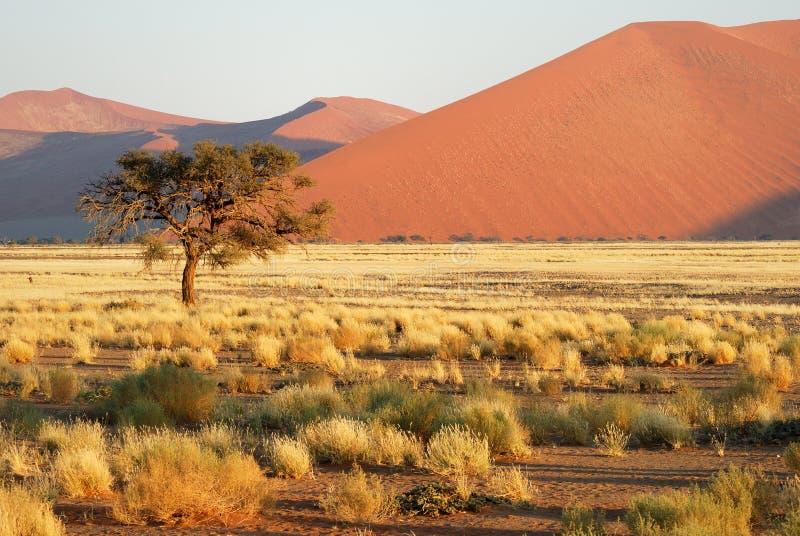 Isolated Tree in Namib Naukluft National Park, Namibia Stock Photo ...