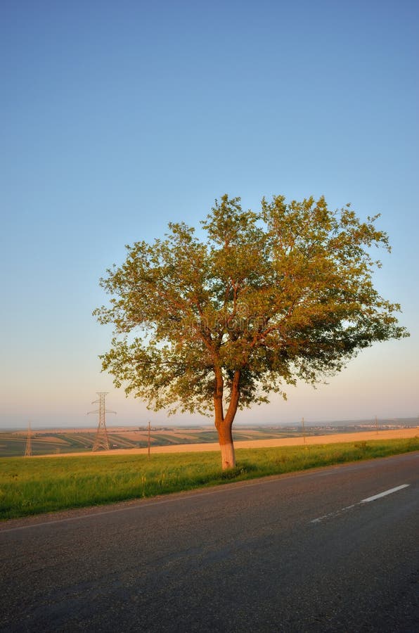 Isolated tree stock photo. Image of highway, transportation - 32472822
