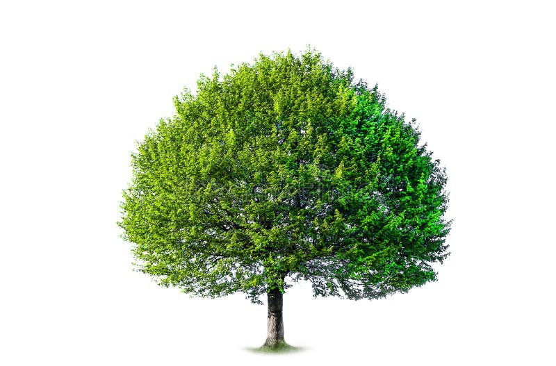 Green Lone Tree on White Background Stock Photo - Image of field ...