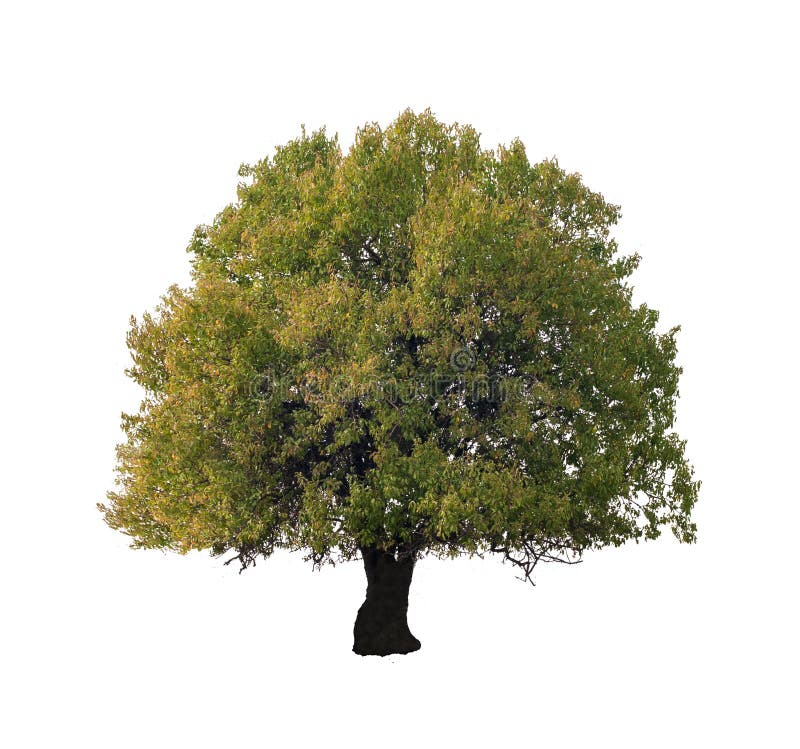 Isolated Tree stock photo. Image of decoration, forest - 25221690