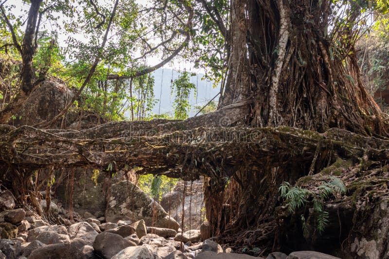 Isolated Tree Root Bridge Natural Formed Single Decker at Day from Flat ...