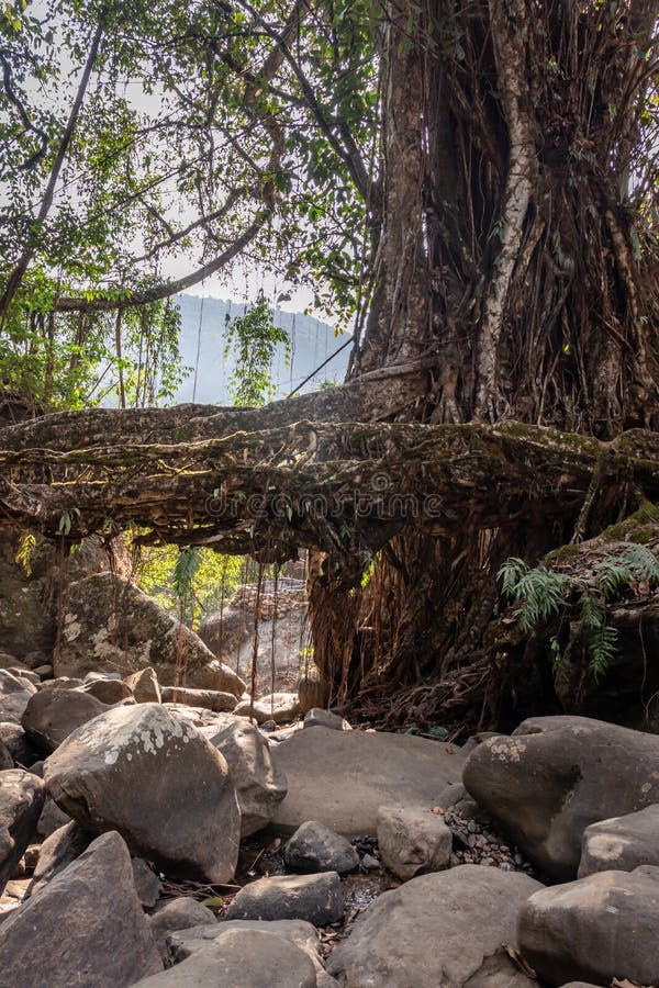 Isolated Tree Root Bridge Natural Formed Single Decker at Day from Flat ...