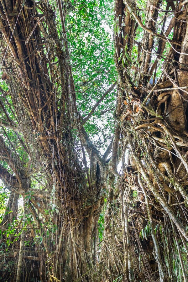 Isolated Tree Root Bridge Natural Formed Single Decker at Day from Flat ...