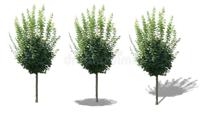 Isolated tree with shadows stock image. Image of sprout - 51177417