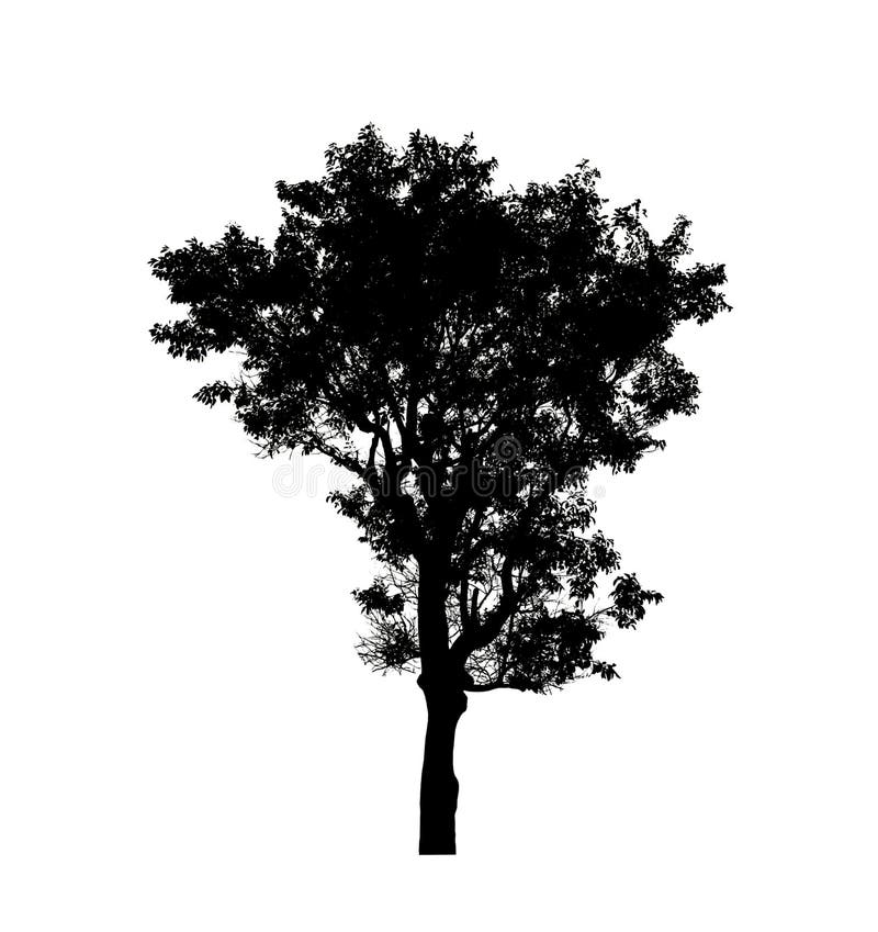 457 Bent Tree Silhouette Stock Photos - Free & Royalty-Free Stock ...