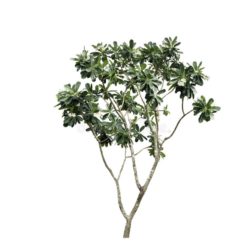 Isolated tree stock photo. Image of lone, environment - 50266632