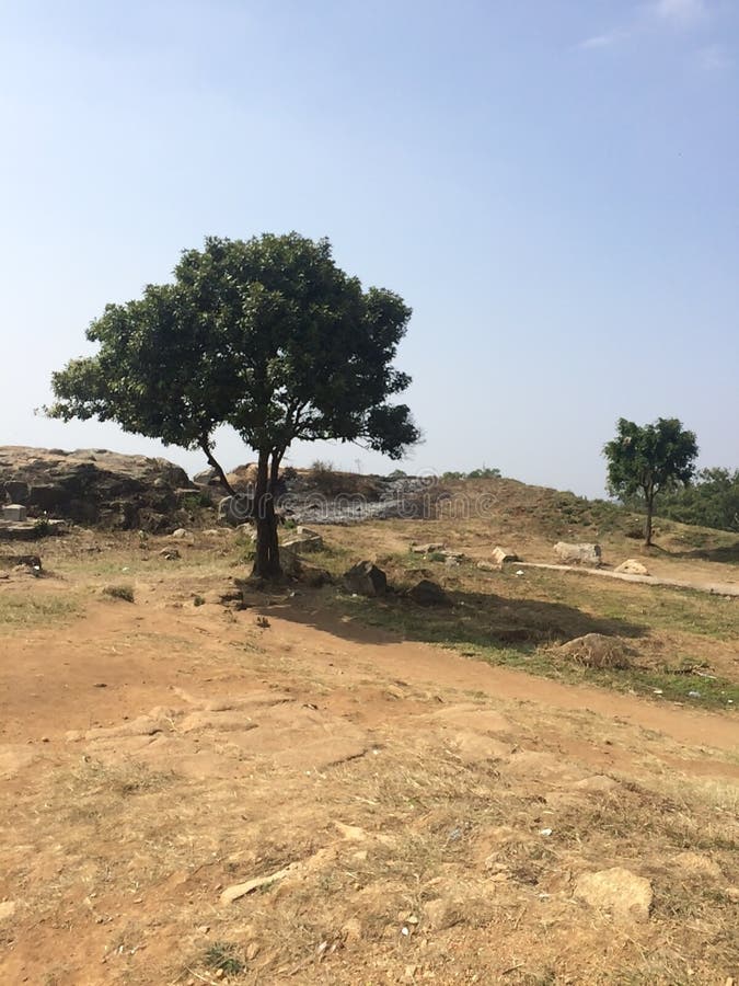 Isolated tree stock photo. Image of tree, hills, nandi - 84109394