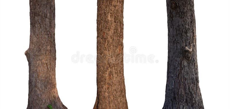 Isolated Tree Trunk Collection on White Backdrop Stock Image - Image of ...