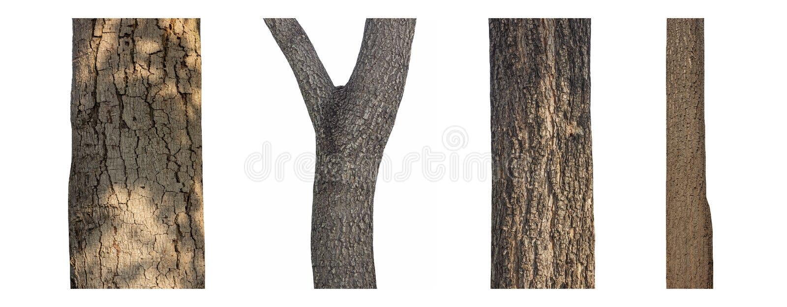 Trunk of a Tree Isolated on White Background . Stock Image - Image of ...