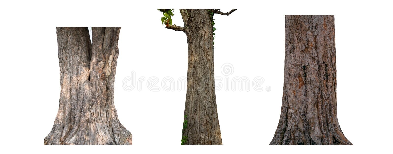 Trunk of a Tree Isolated on White Background . Stock Image - Image of ...