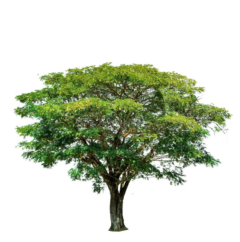 Isolated Tree on White Background Stock Photo - Image of tree, summer ...