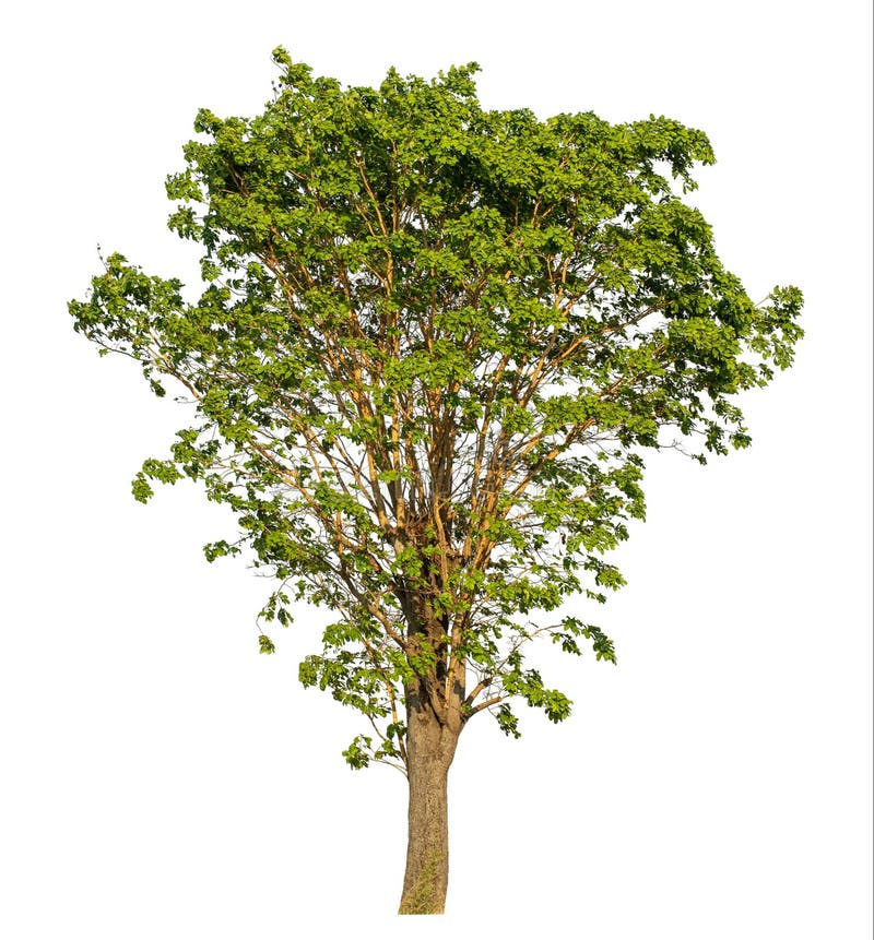 848 Tree Alpha Texture Stock Photos - Free & Royalty-Free Stock Photos ...