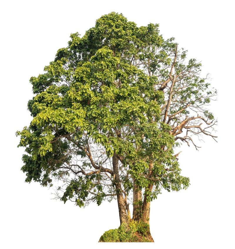 848 Tree Alpha Texture Stock Photos - Free & Royalty-Free Stock Photos ...