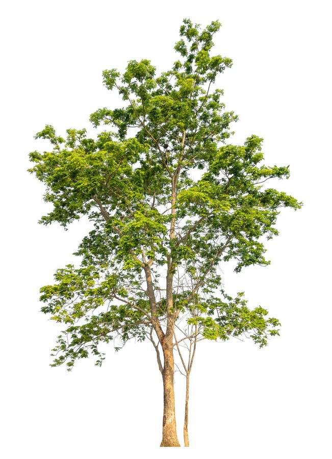 848 Tree Alpha Texture Stock Photos - Free & Royalty-Free Stock Photos ...