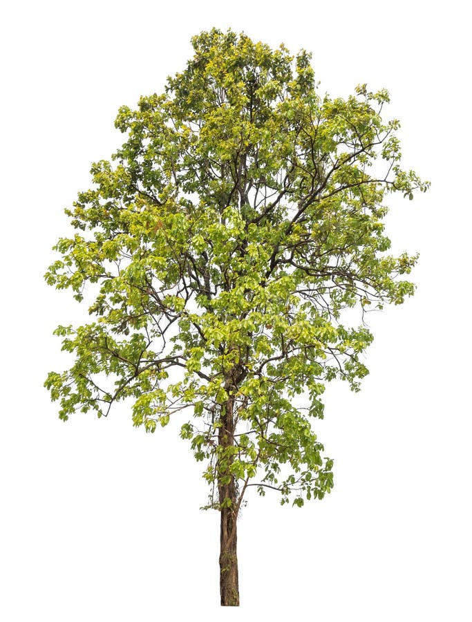 Isolated Tree on White Background . Stock Photo - Image of clipping ...