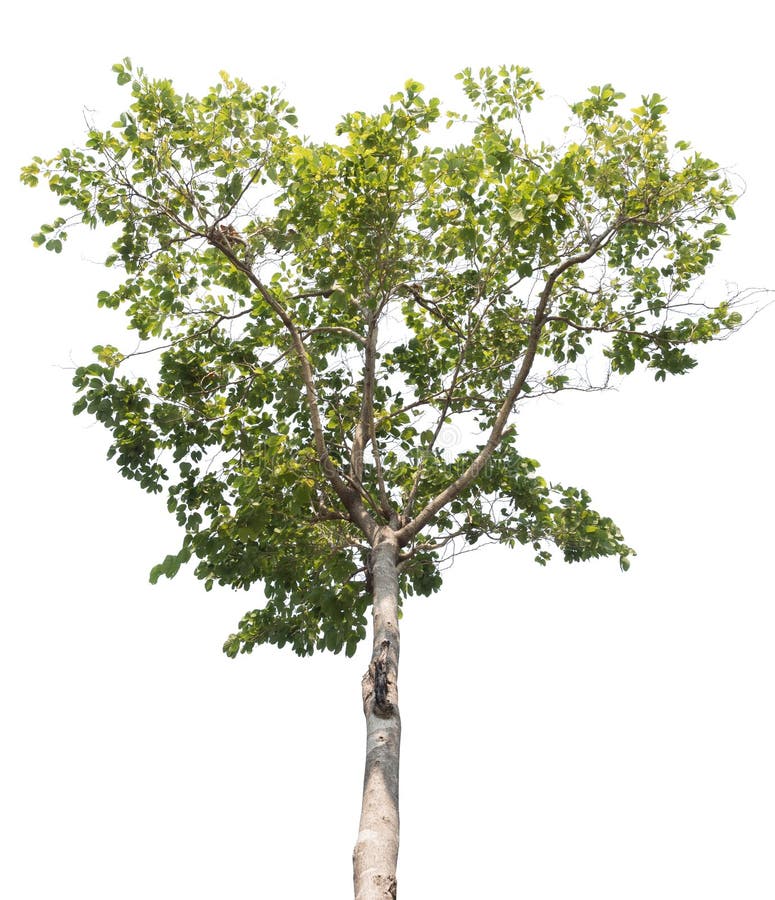 Isolated tree stock photo. Image of botany, lone, green - 49951194