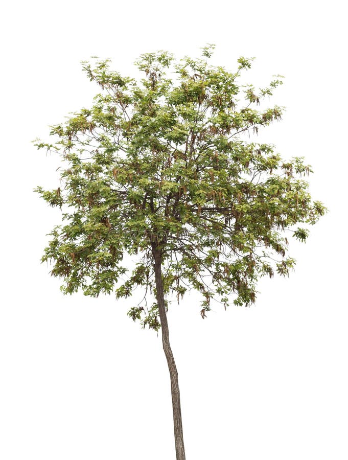 Isolated tree stock photo. Image of isolation, tall, isolated - 55194998