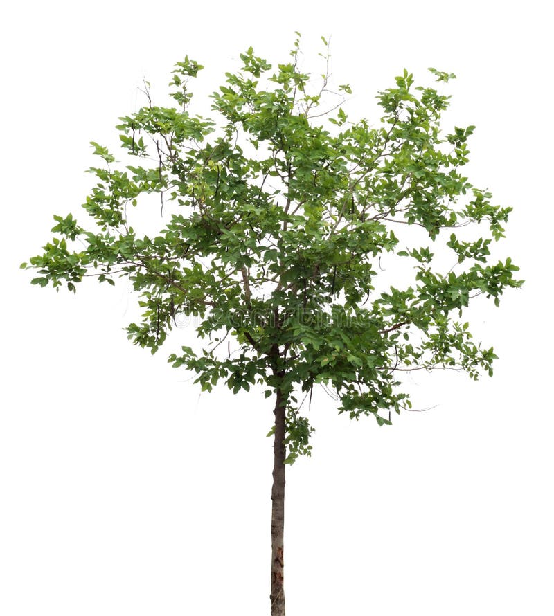 Isolated tree stock image. Image of single, nature, tree - 55195543