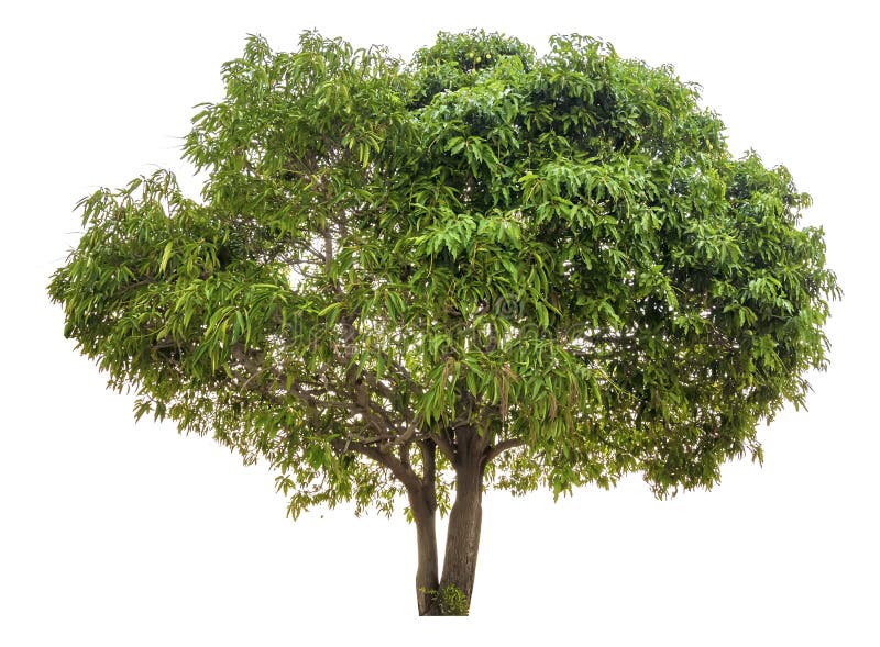 106 Mago Tree Stock Photos - Free & Royalty-Free Stock Photos from ...