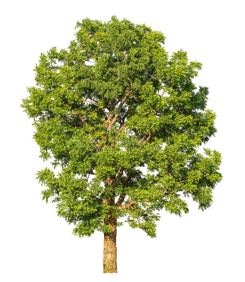 Isolated Tree on White Background . Stock Photo - Image of tree ...