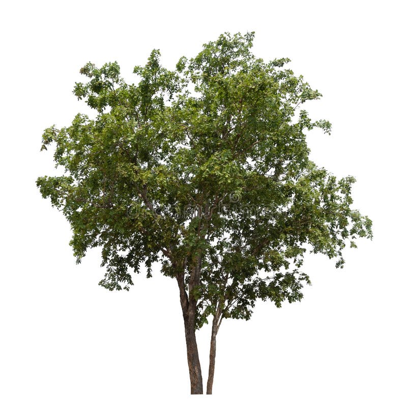 1,078 Tree Alpha Texture Stock Photos - Free & Royalty-Free Stock ...