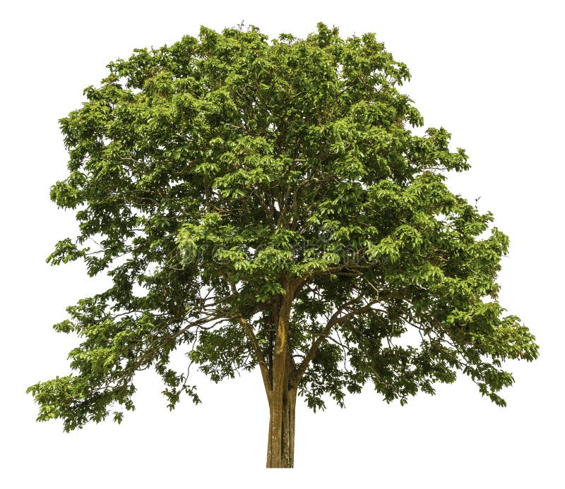Isolated Tree on White Background Stock Image - Image of botanic, bark ...