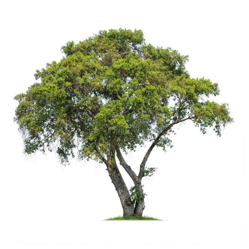 Isolated Tree on White Background Stock Image - Image of good, cutout ...