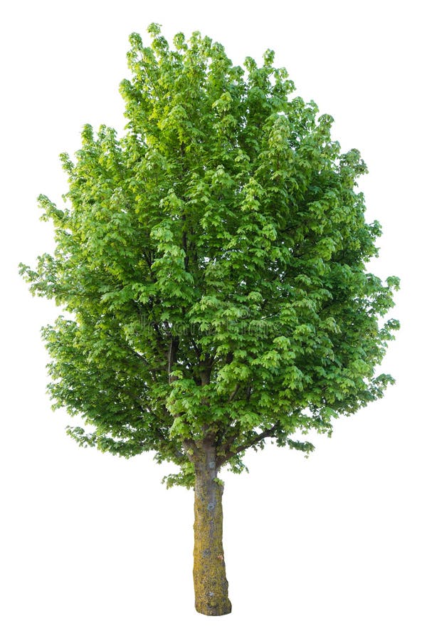 Isolated Green Tree on Pure White Background . Stock Image - Image of ...