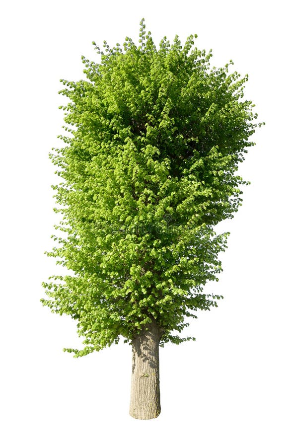 Isolated Green Tree on Pure White Background . Stock Photo - Image of ...