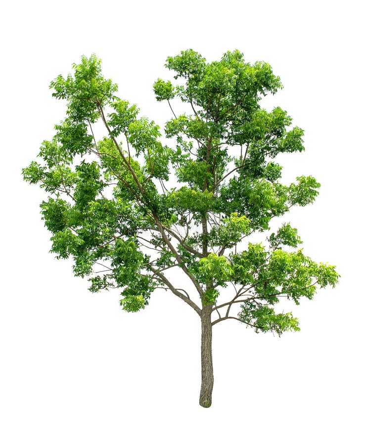 Isolated Tree on White Background Stock Photo - Image of botany ...