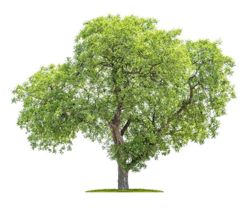 Isolated walnut tree stock image. Image of branch, bark - 32156239