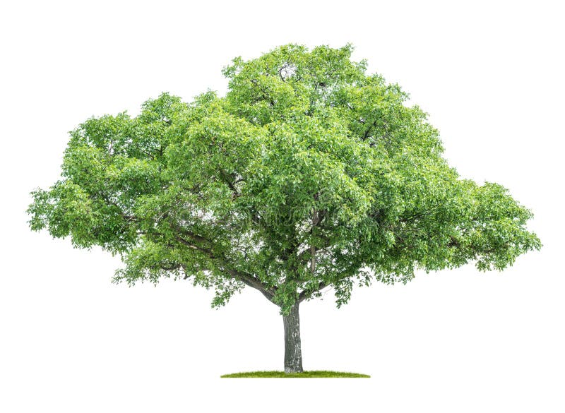 Isolated walnut tree stock image. Image of branch, bark - 32156239