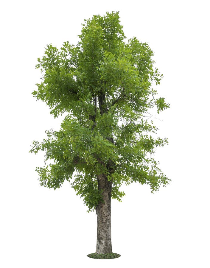 Isolated Tree on White Background Stock Photo - Image of deciduous ...