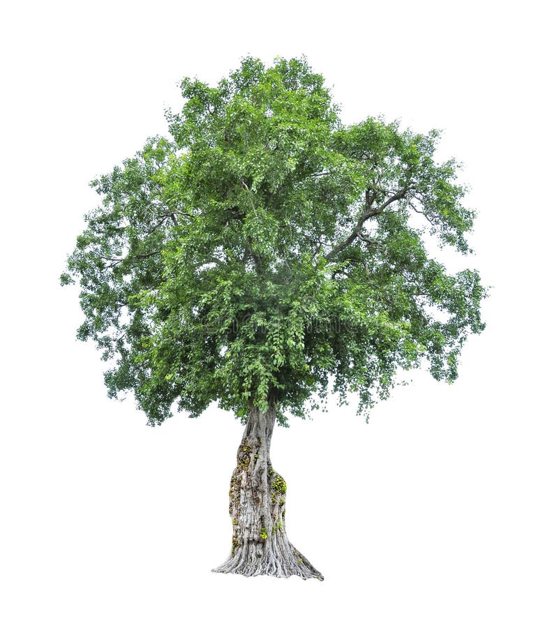 Isolated Tree on White Background Stock Photo - Image of botanical ...