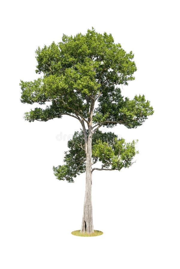 Isolated Tree on White Background Stock Photo - Image of leafy ...