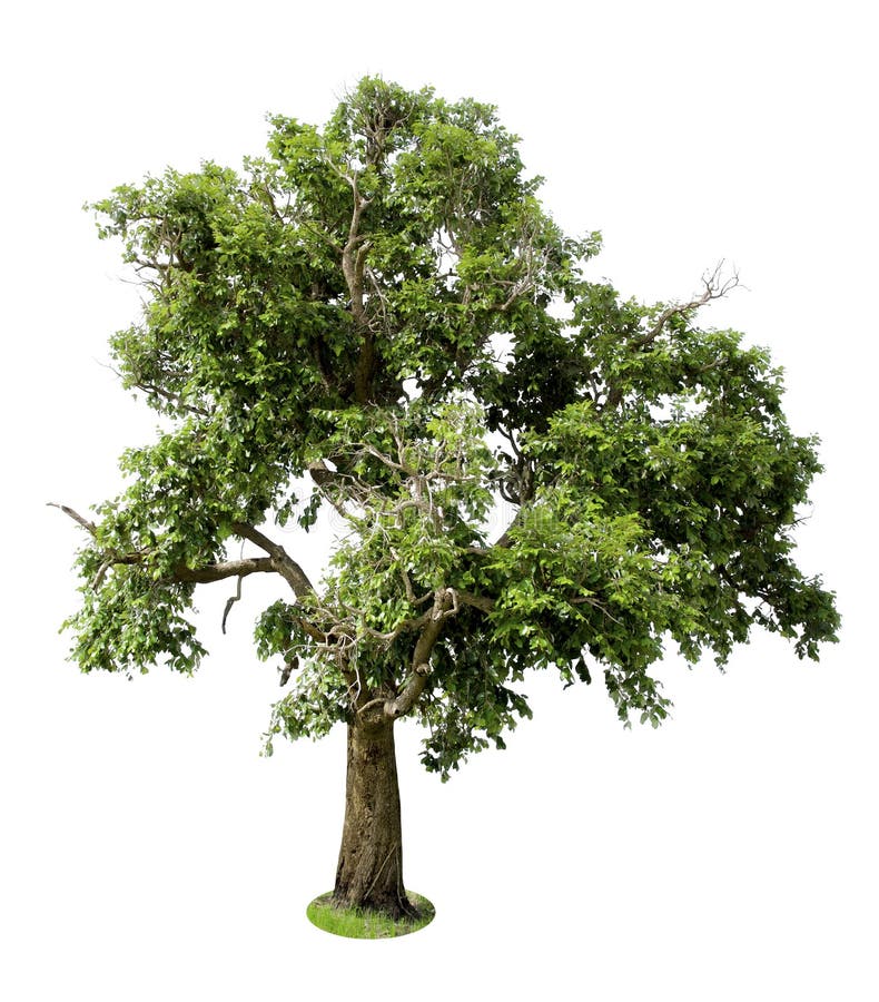 Isolated Tree on White Background Stock Image - Image of foliage, stem ...