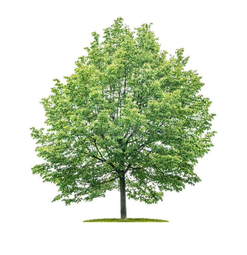 Isolated Lime Tree on a White Background Stock Photo - Image of botanic ...