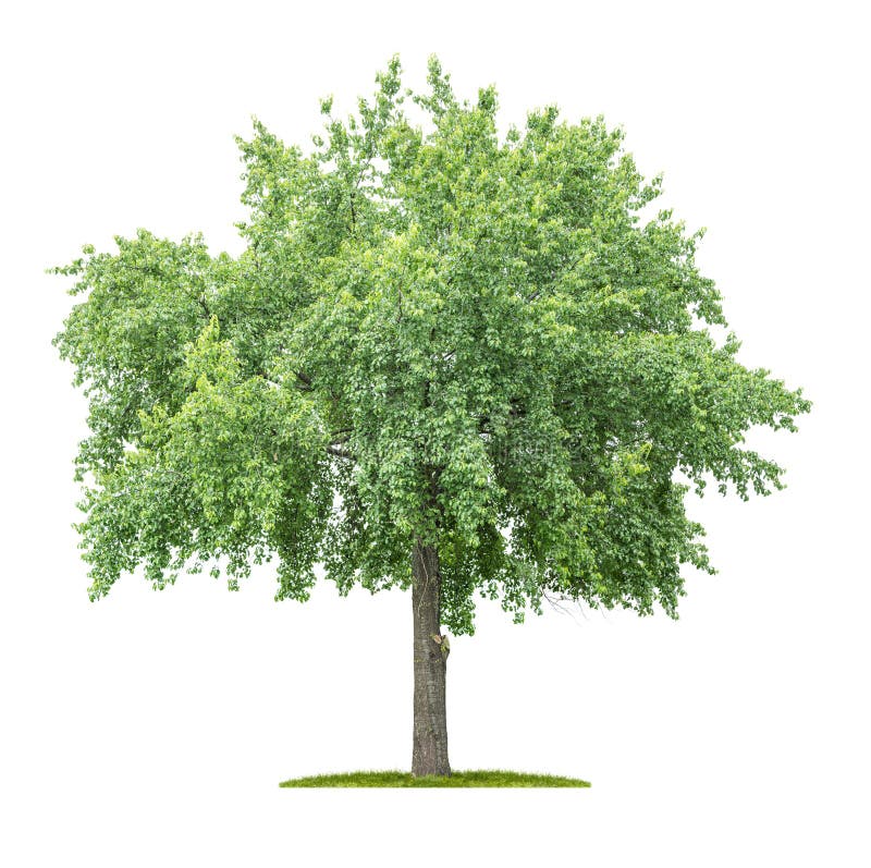 Isolated Lime Tree on a White Background Stock Photo - Image of botanic ...