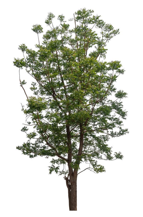 Isolated Tree on White Background . Stock Image - Image of lush, lone ...