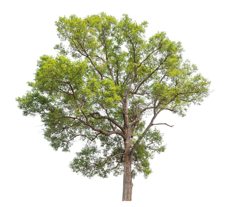 Isolated Tree on White Background . Stock Image - Image of ecology ...